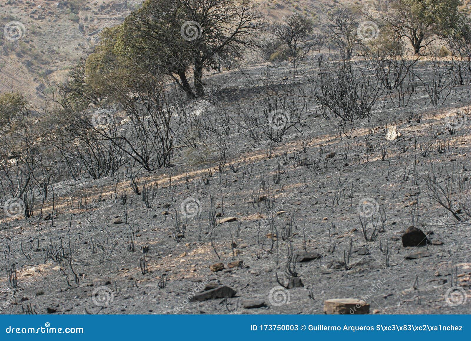 Burn land stock image. Image of chopping, emptiness - 173750003
