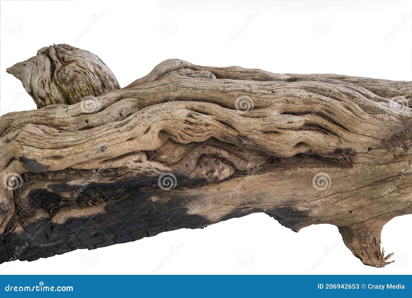 Burn Marks and Blisters Caused by a Lightning Strike of a Juniper Tree ...