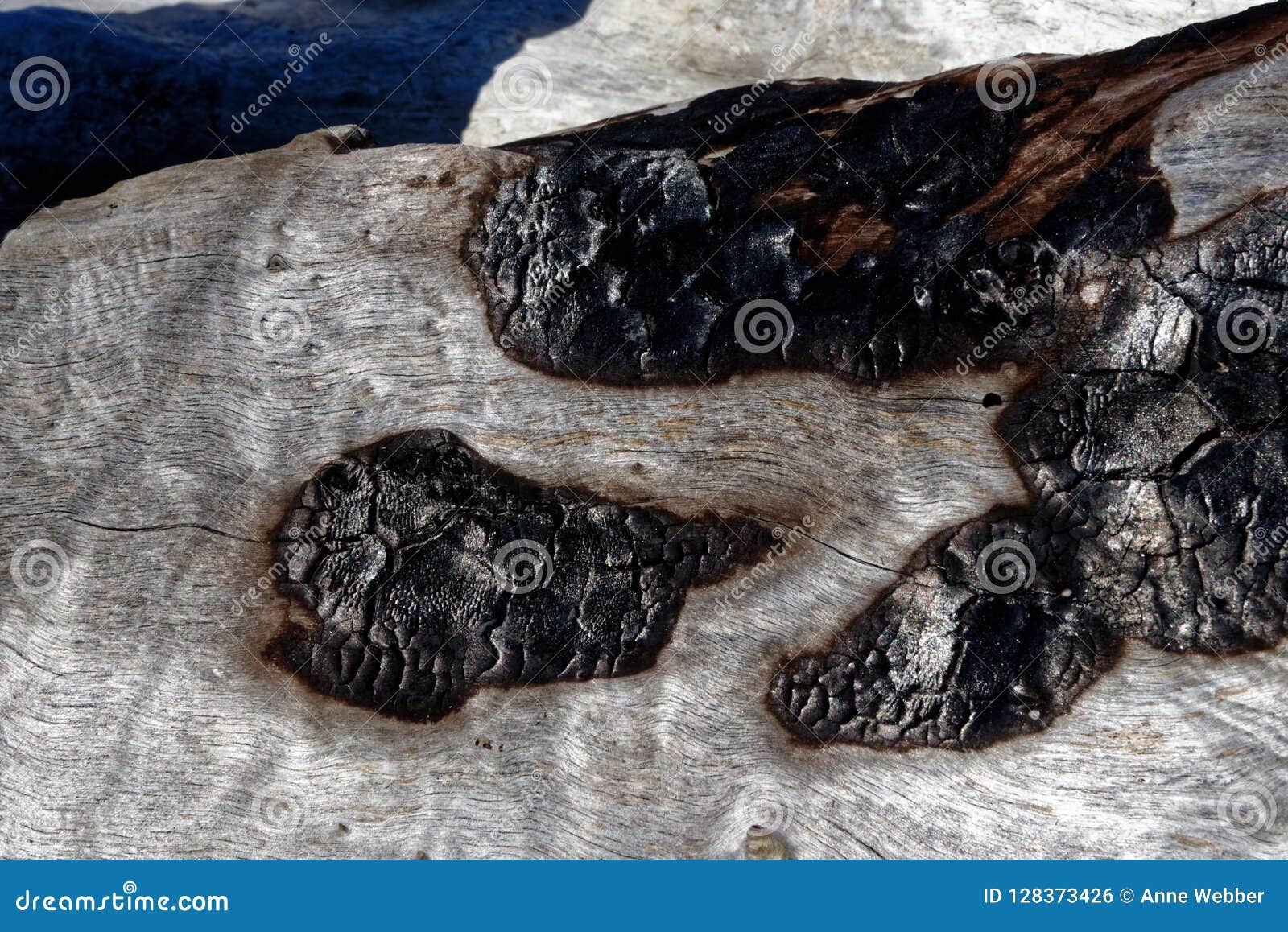Burn Marks on a Tree Trunk on the Beach Stock Photo - Image of light ...