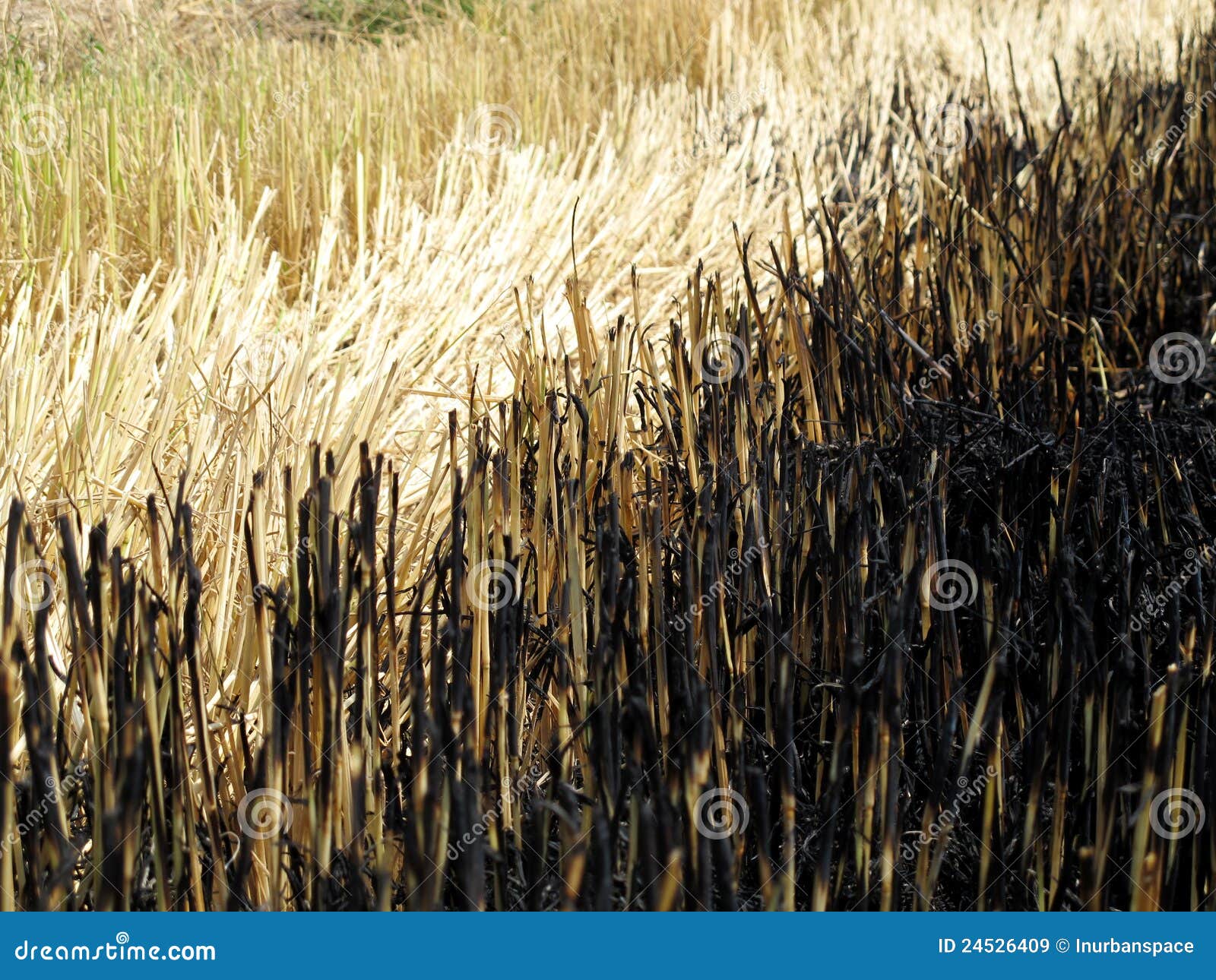 Burn rice field stock image. Image of brown, fire, crop - 24526409
