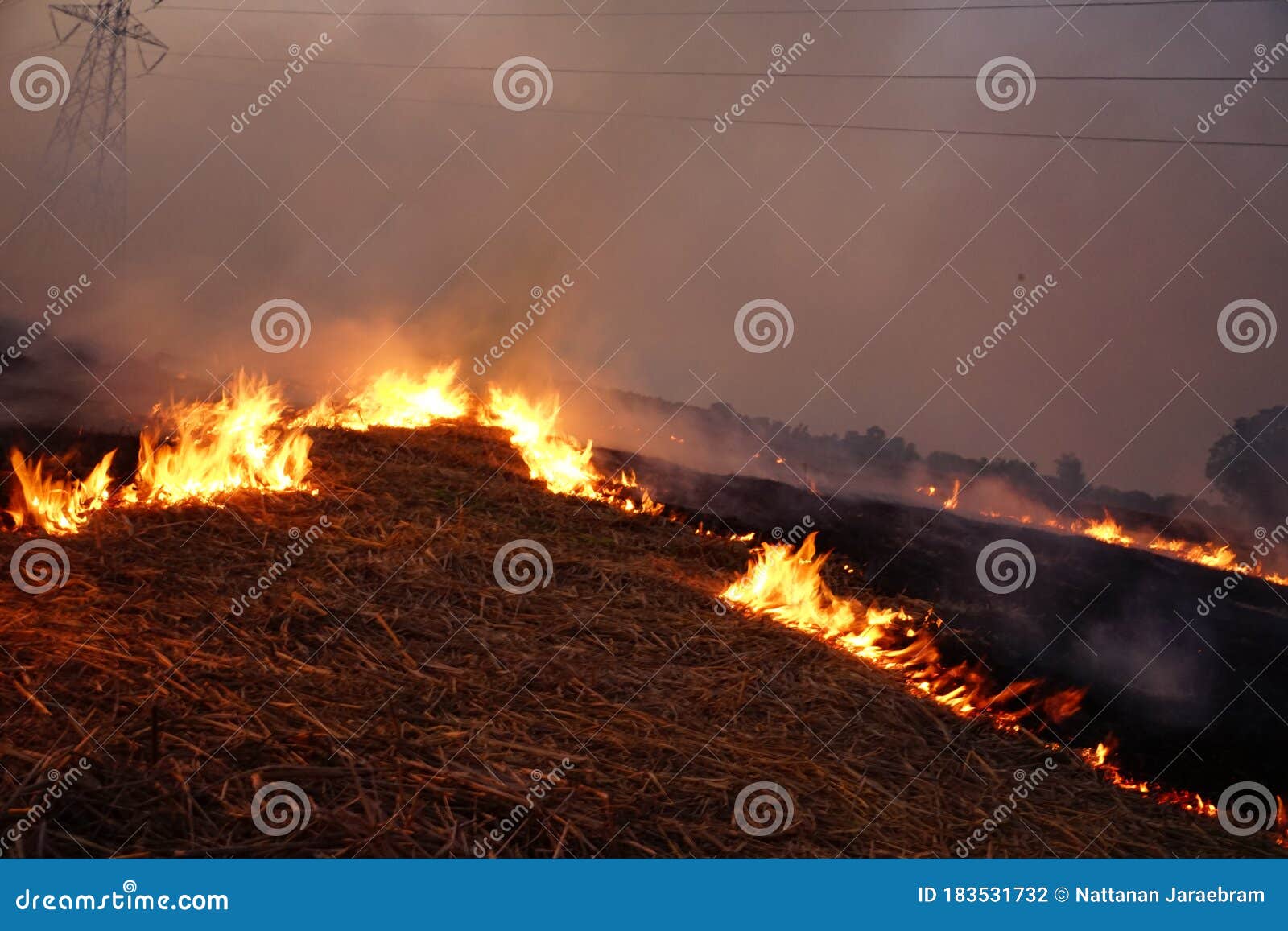 Burn Rice Stubble with Flames Stock Photo - Image of harvesting, straw ...