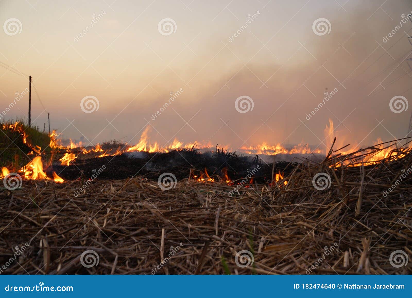 Burn rice stock photo. Image of disaster, harvest, burning - 182474640