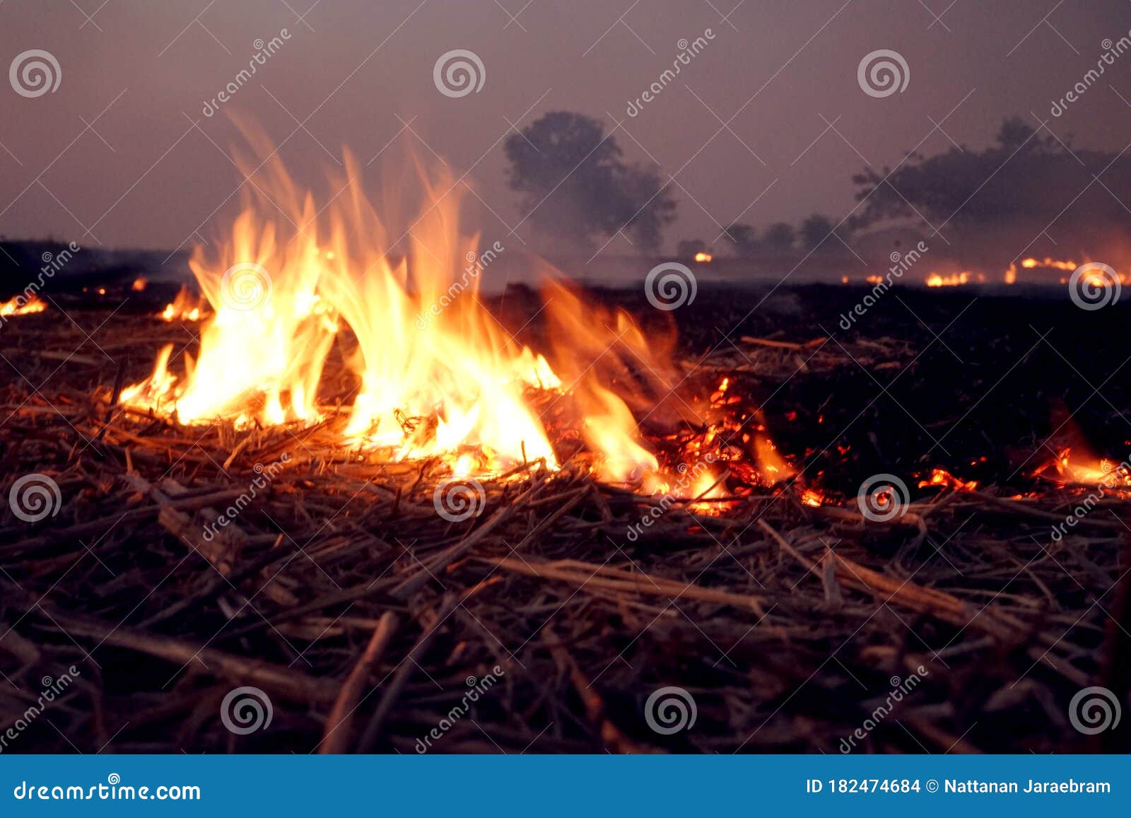Burn rice stock photo. Image of harvesting, carbon, danger - 182474684