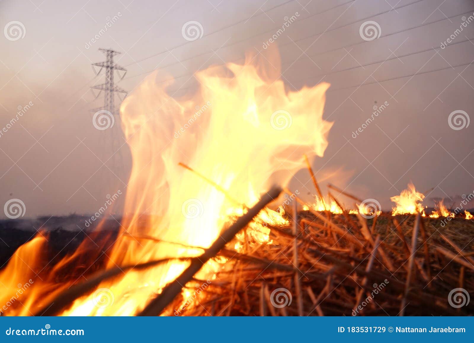 Burn Rice Stubble with Flames Stock Image - Image of flames, fire ...