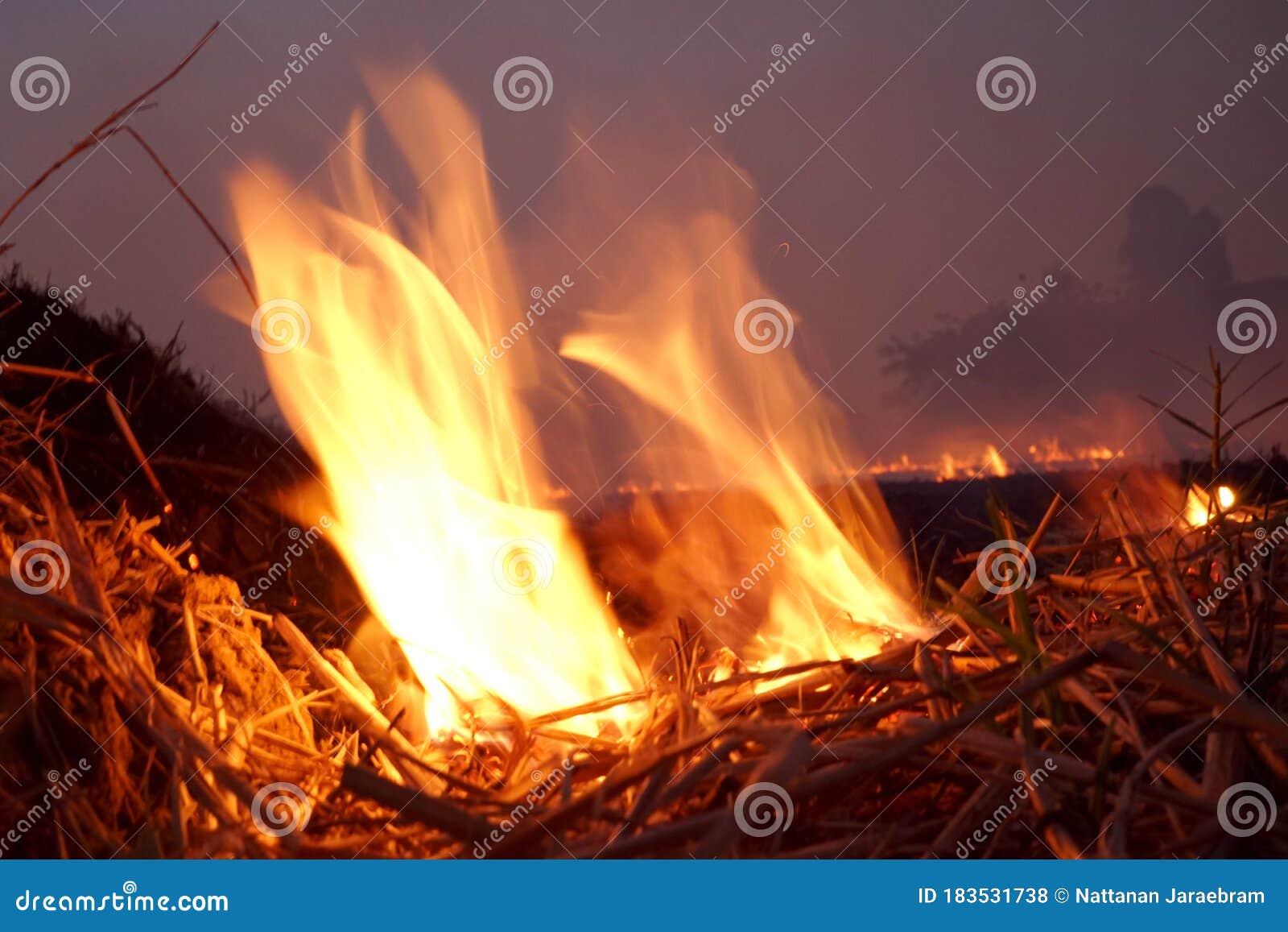 Burn Rice Stubble with Flames Stock Photo - Image of stubble ...
