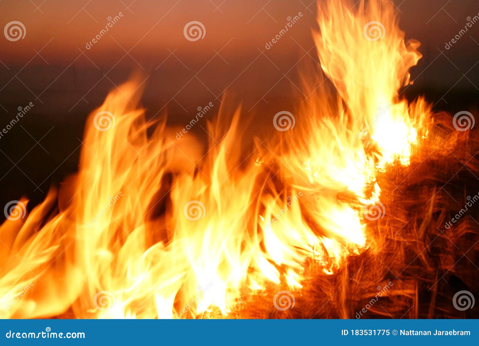 Burn Rice Stubble with Flames Stock Image - Image of warming, working ...
