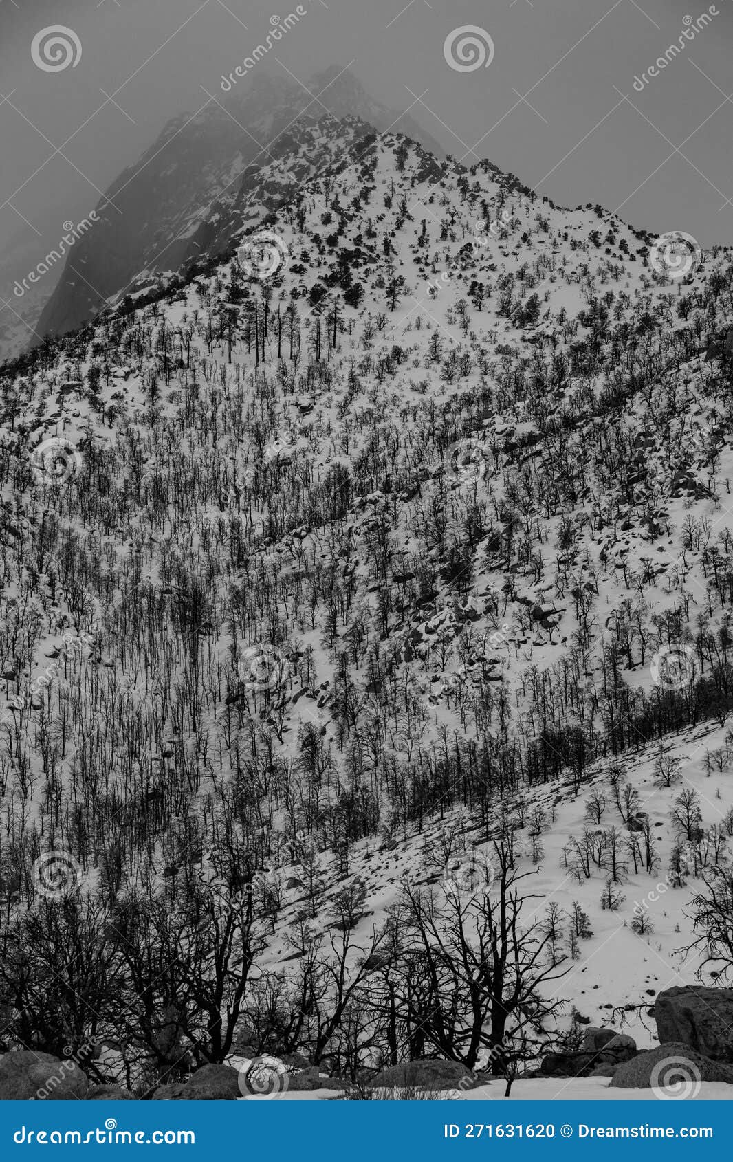 Burn Scar in Winter stock photo. Image of ridge, monochrome - 271631620