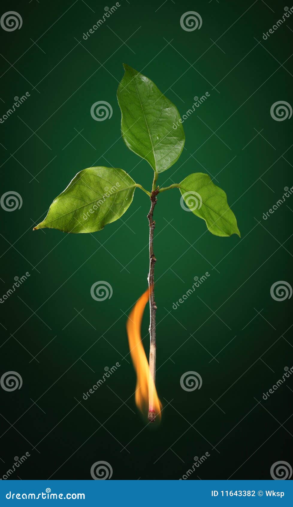 Burn tree stock photo. Image of environmental, lung, save - 11643382