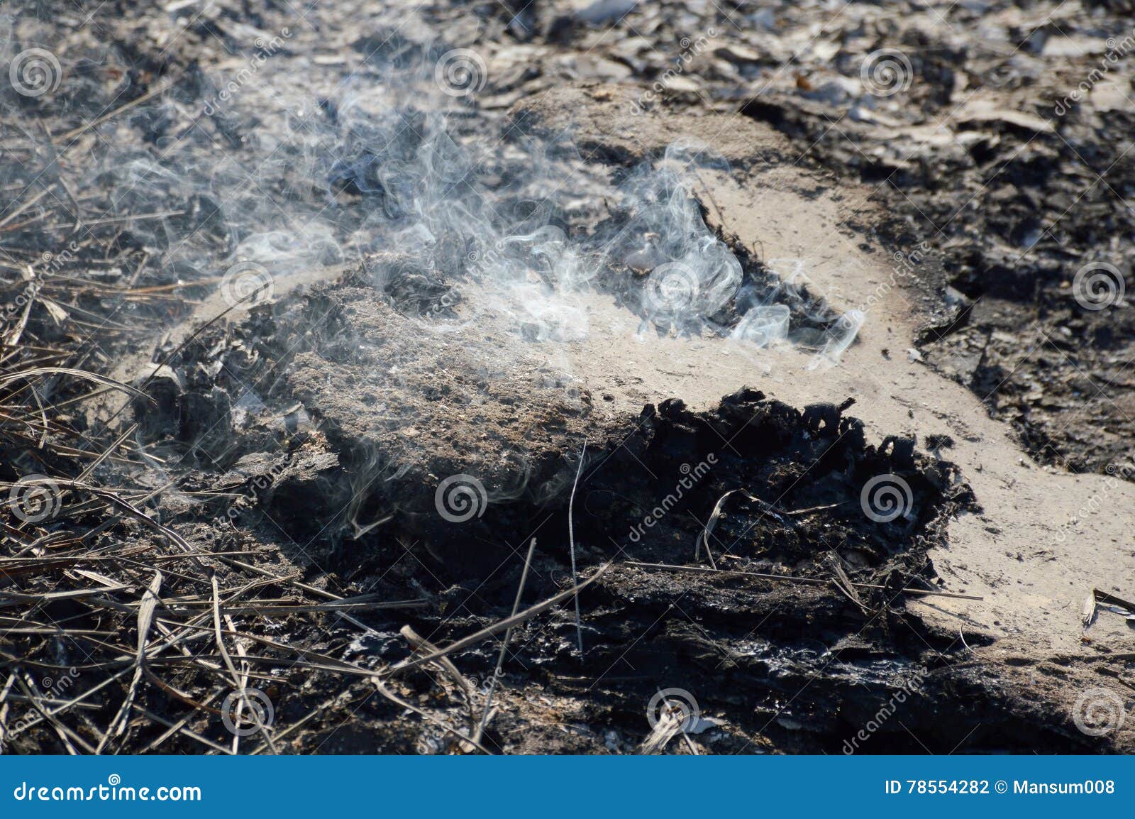Burned ash from fire stock photo. Image of weed, outdoor - 78554282