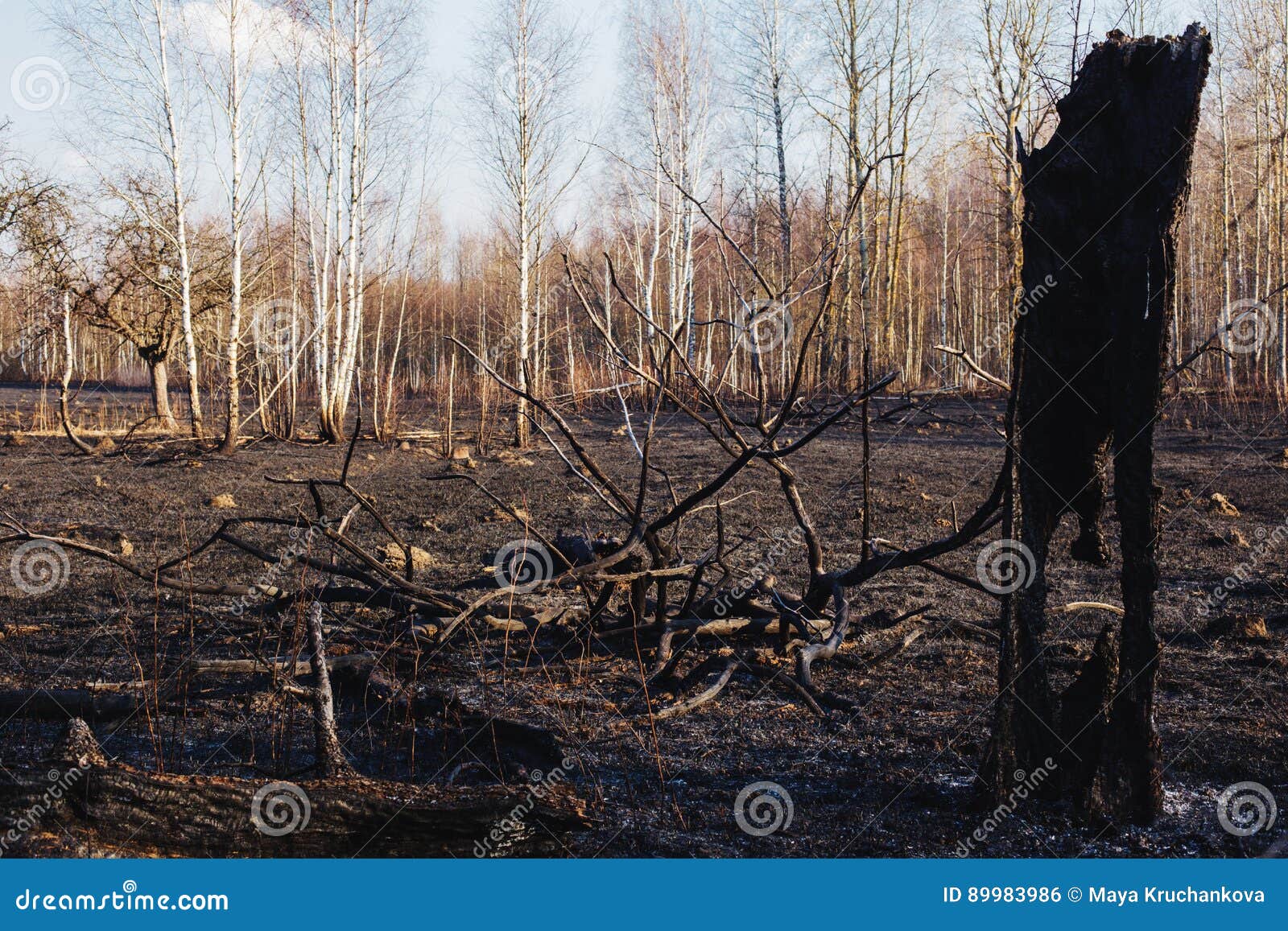 Burned birch forest stock photo. Image of environment - 89983986
