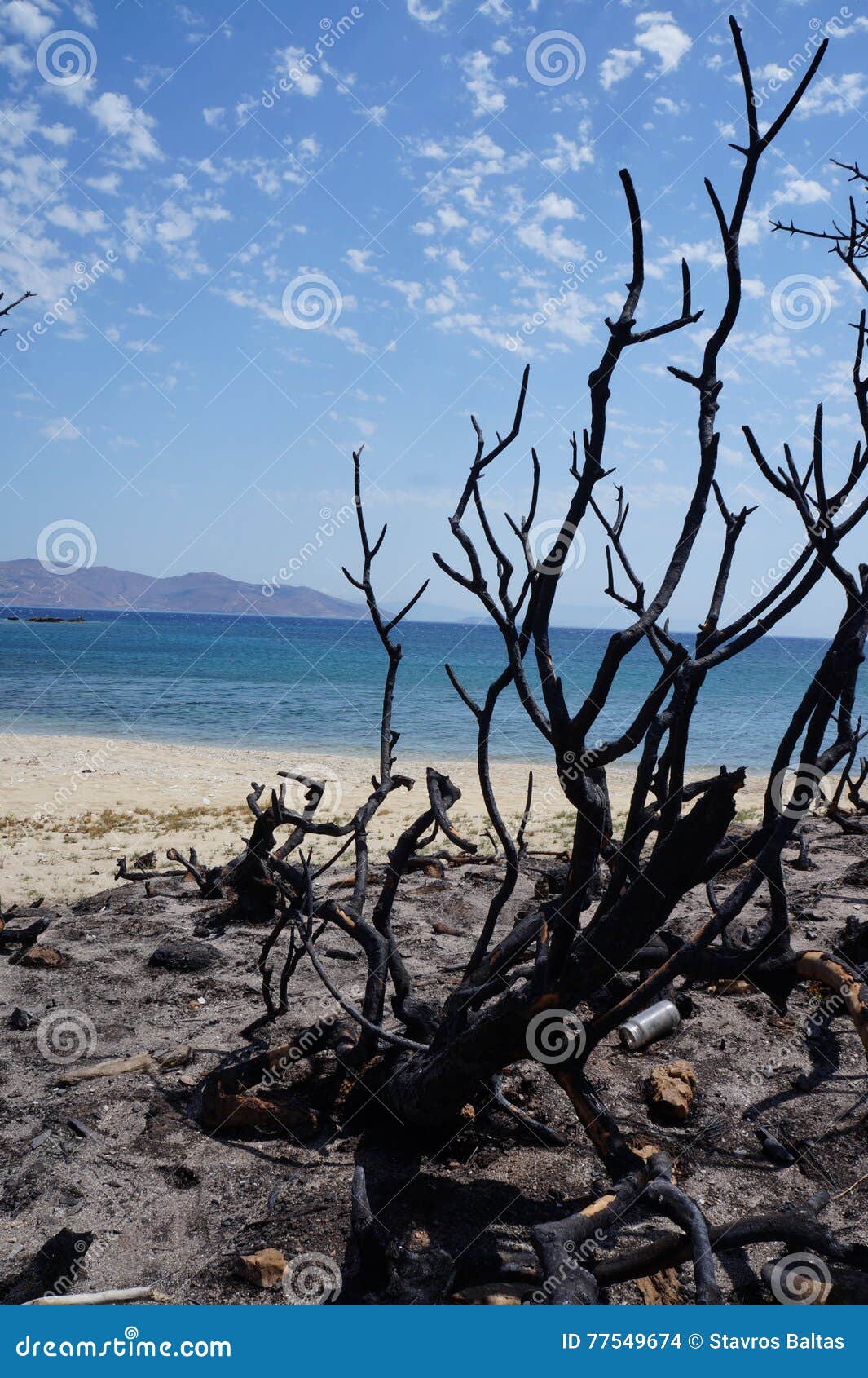 Burned Bush Close To a Beach Stock Photo - Image of burned, bush: 77549674