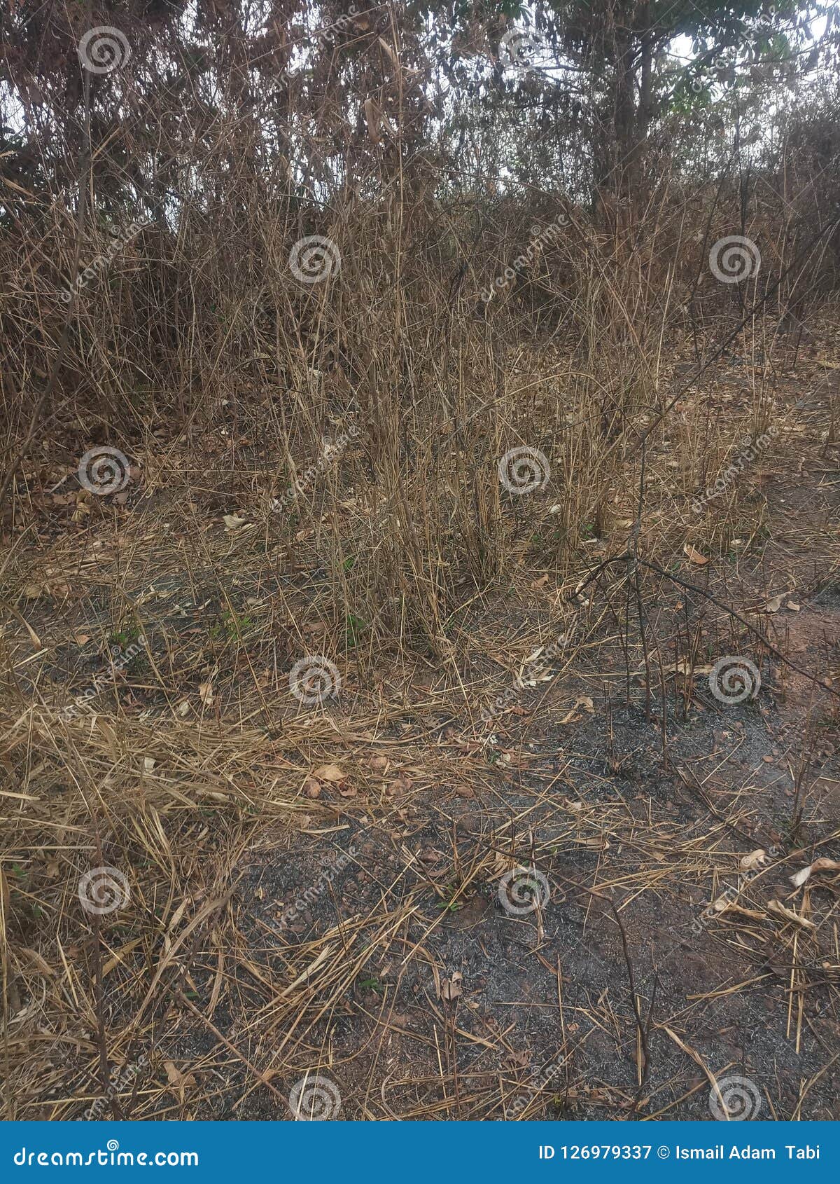 Burned bush stock image. Image of bush, burned, fire - 126979337