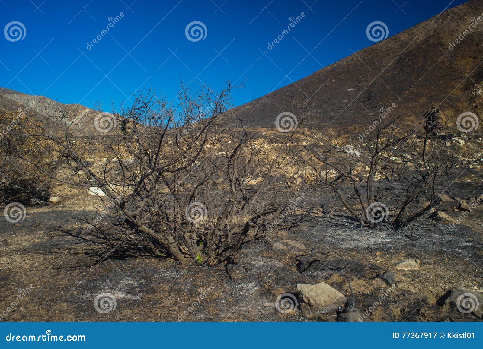 Burned Bushes in California Hills Stock Image - Image of tree, rock ...