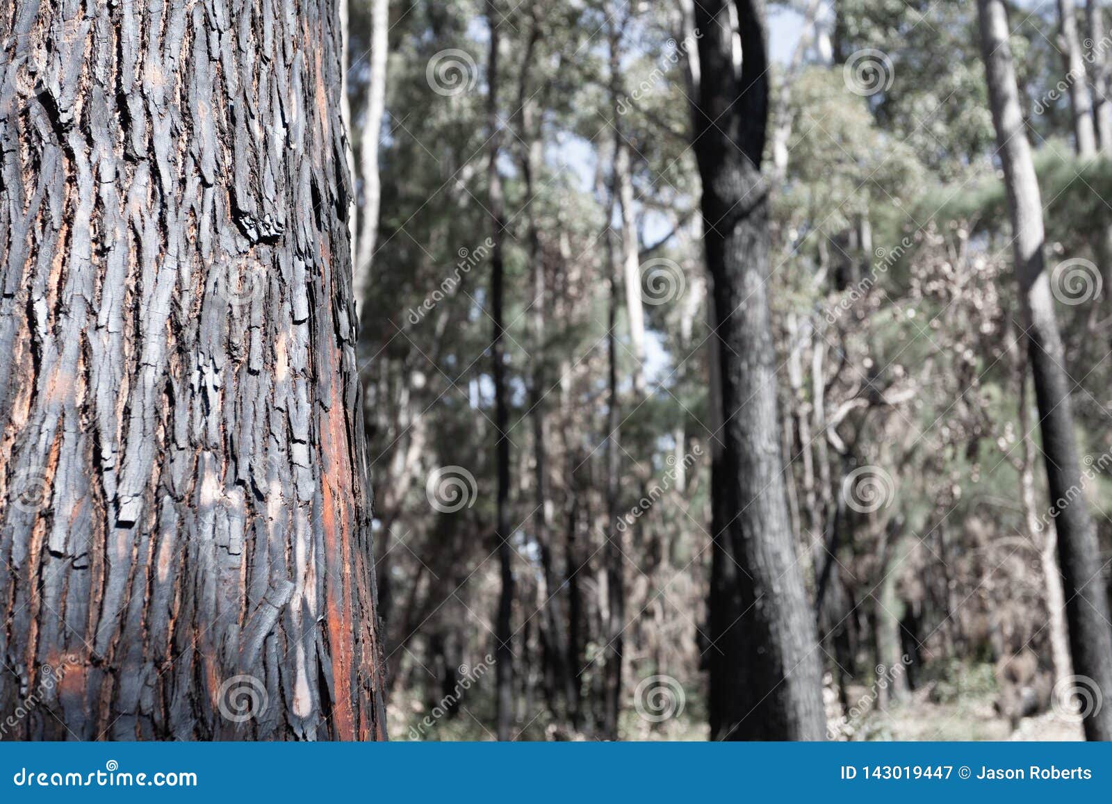 Burned, Charred, Bushfire Tree Trunk in Foreground with Out of Focus ...
