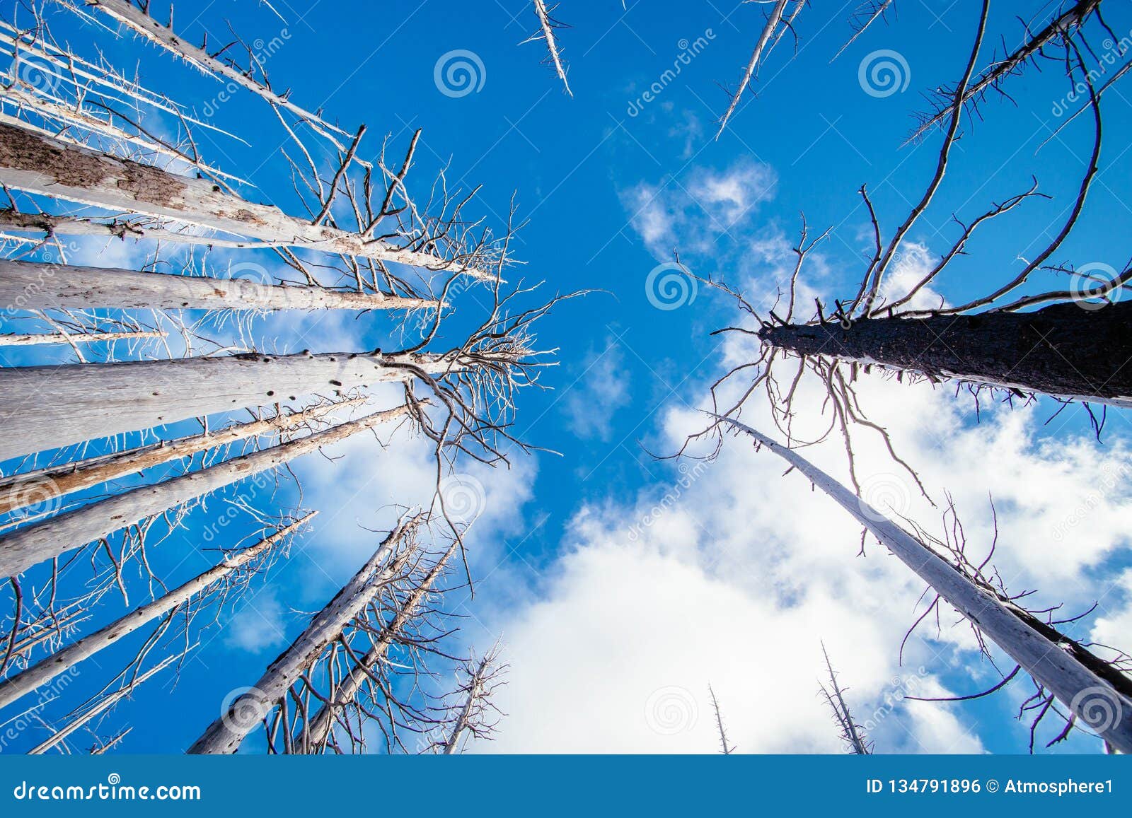 Field of Burned Dead Conifer Trees with Hollow Branches in Beautiful ...