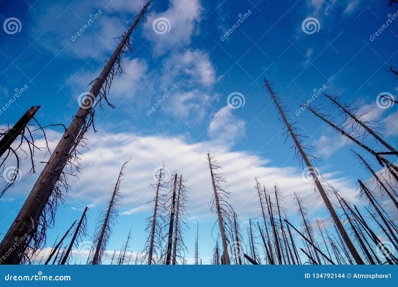Field of Burned Dead Conifer Trees with Hollow Branches in Beautiful ...