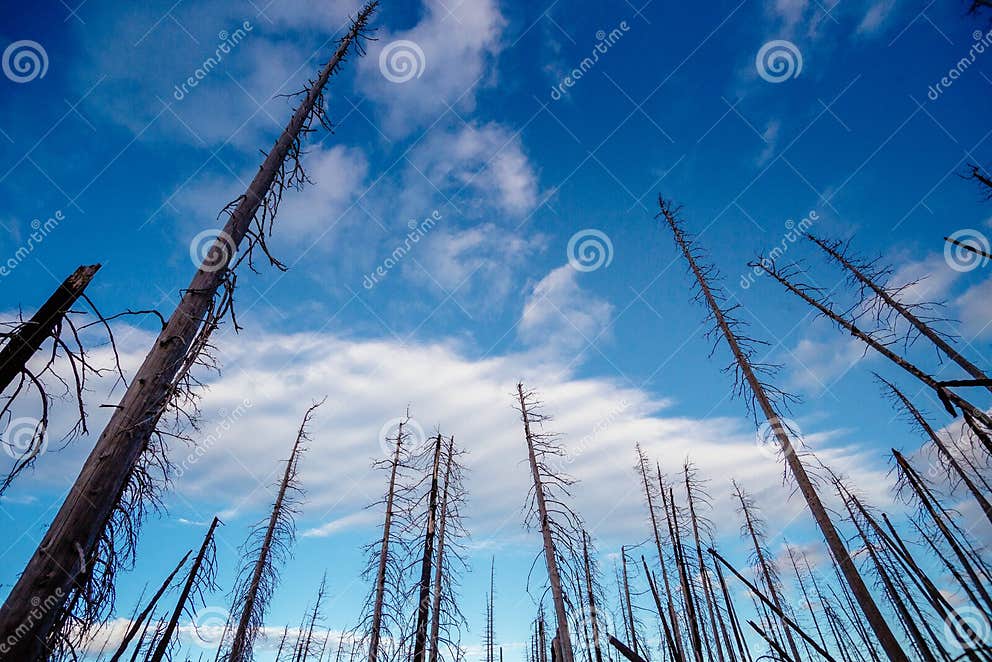 Field of Burned Dead Conifer Trees with Hollow Branches in Beautiful ...