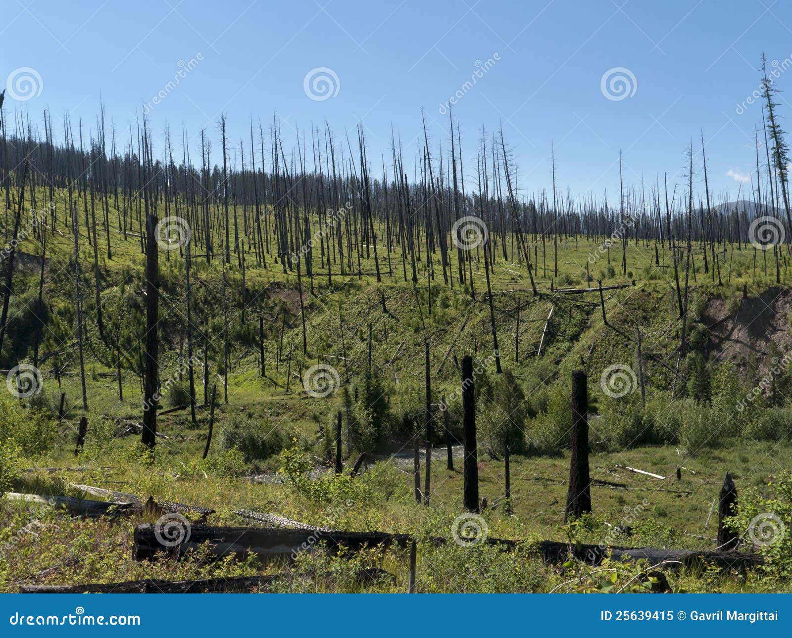 Burned down forest stock image. Image of forest, burned - 25639415