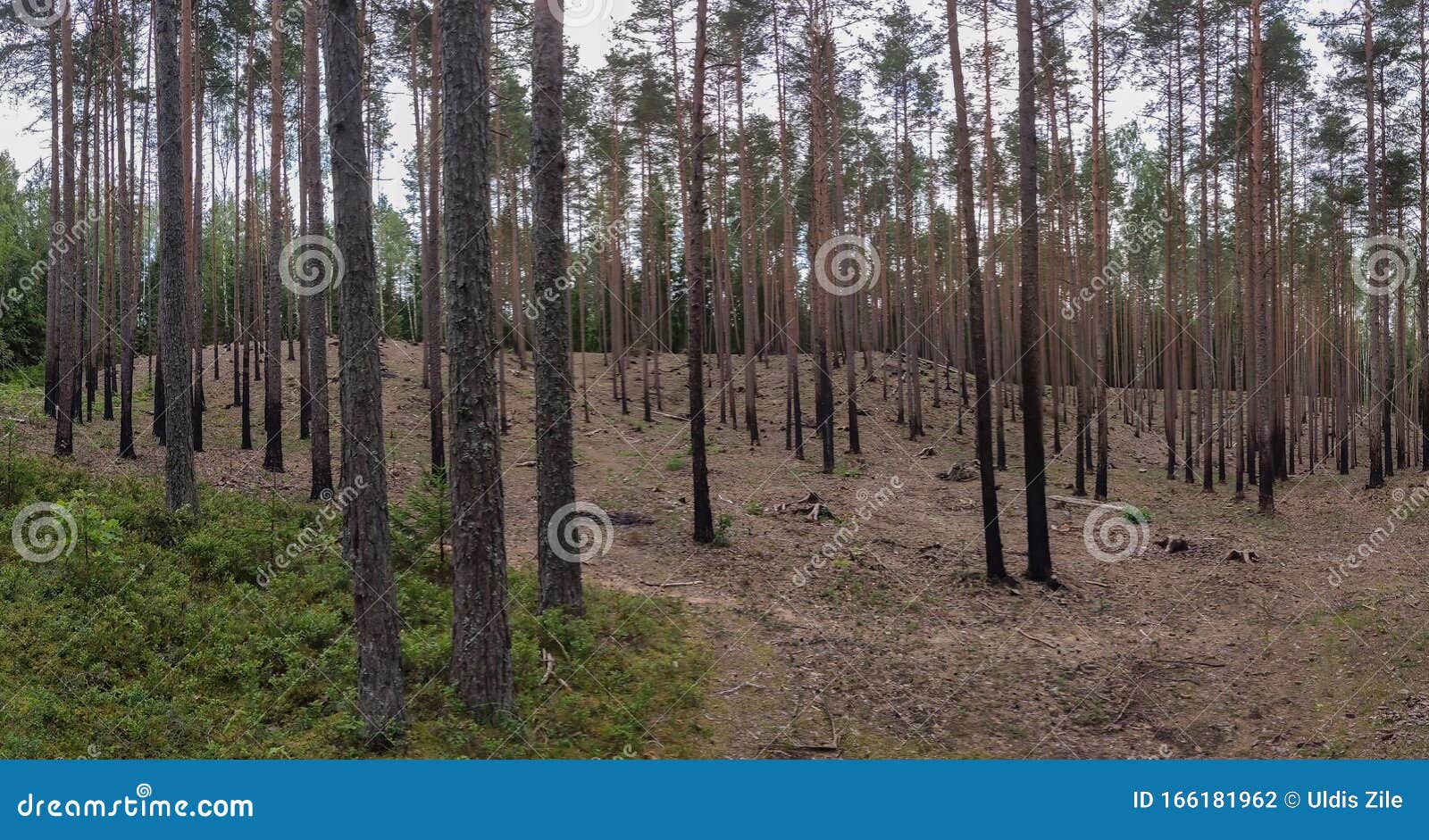 Burned Down Forest . Aftermath of Fire in Burned Out Forest Stock Photo ...