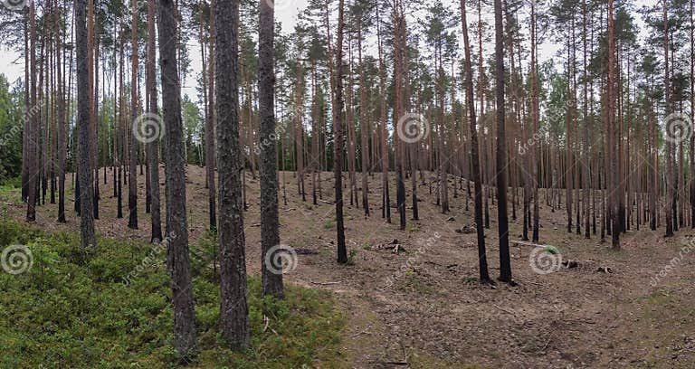 Burned Down Forest . Aftermath of Fire in Burned Out Forest Stock Photo ...