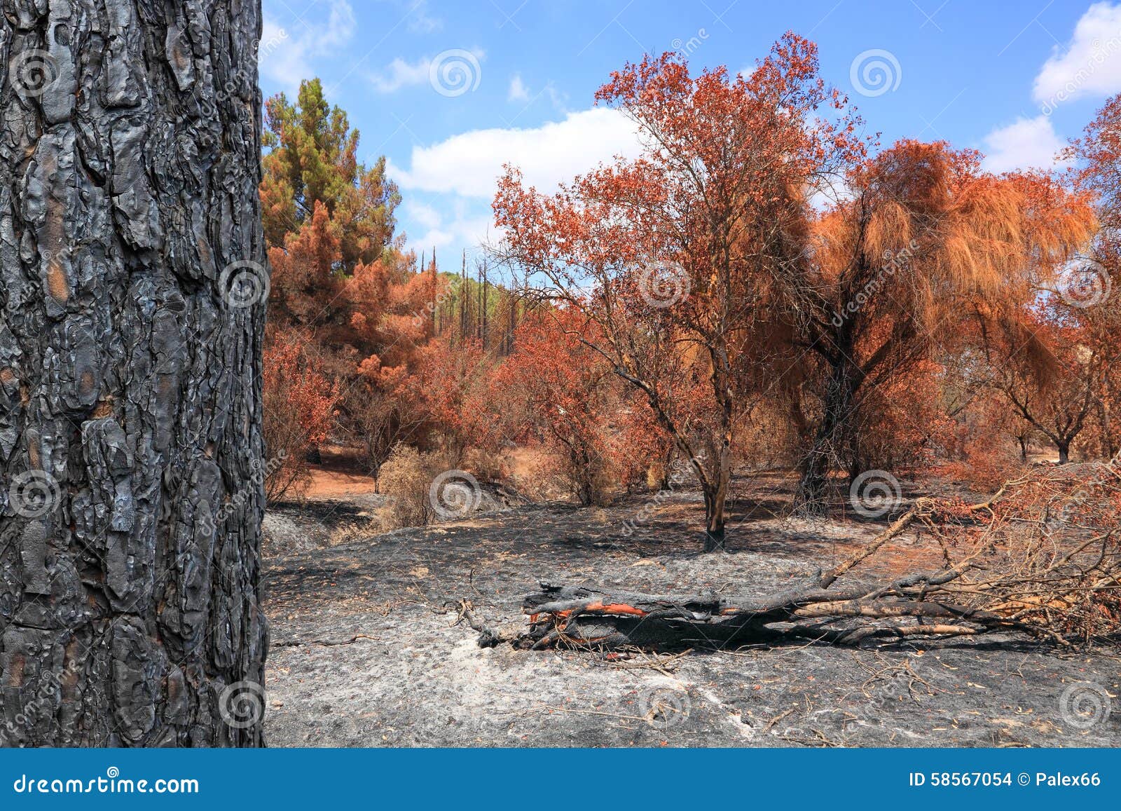 Burned down forest stock photo. Image of firewood, burnt - 58567054