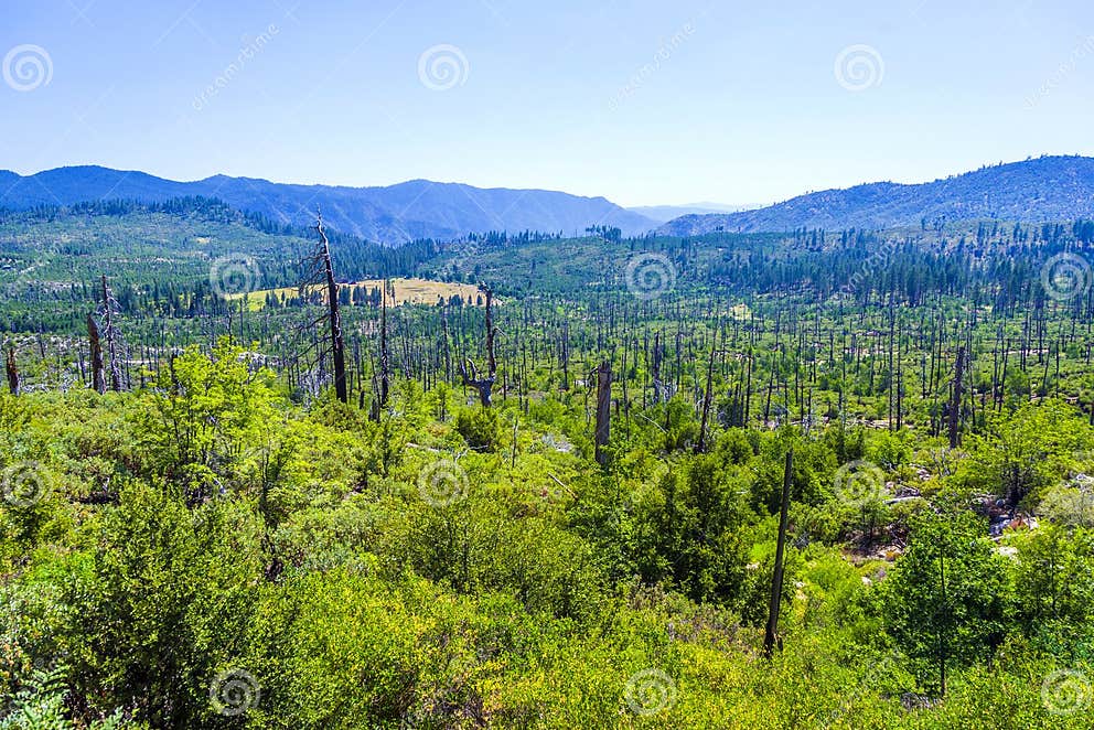 Burned Down Forest in the Yosemite Stock Image - Image of destroyed ...