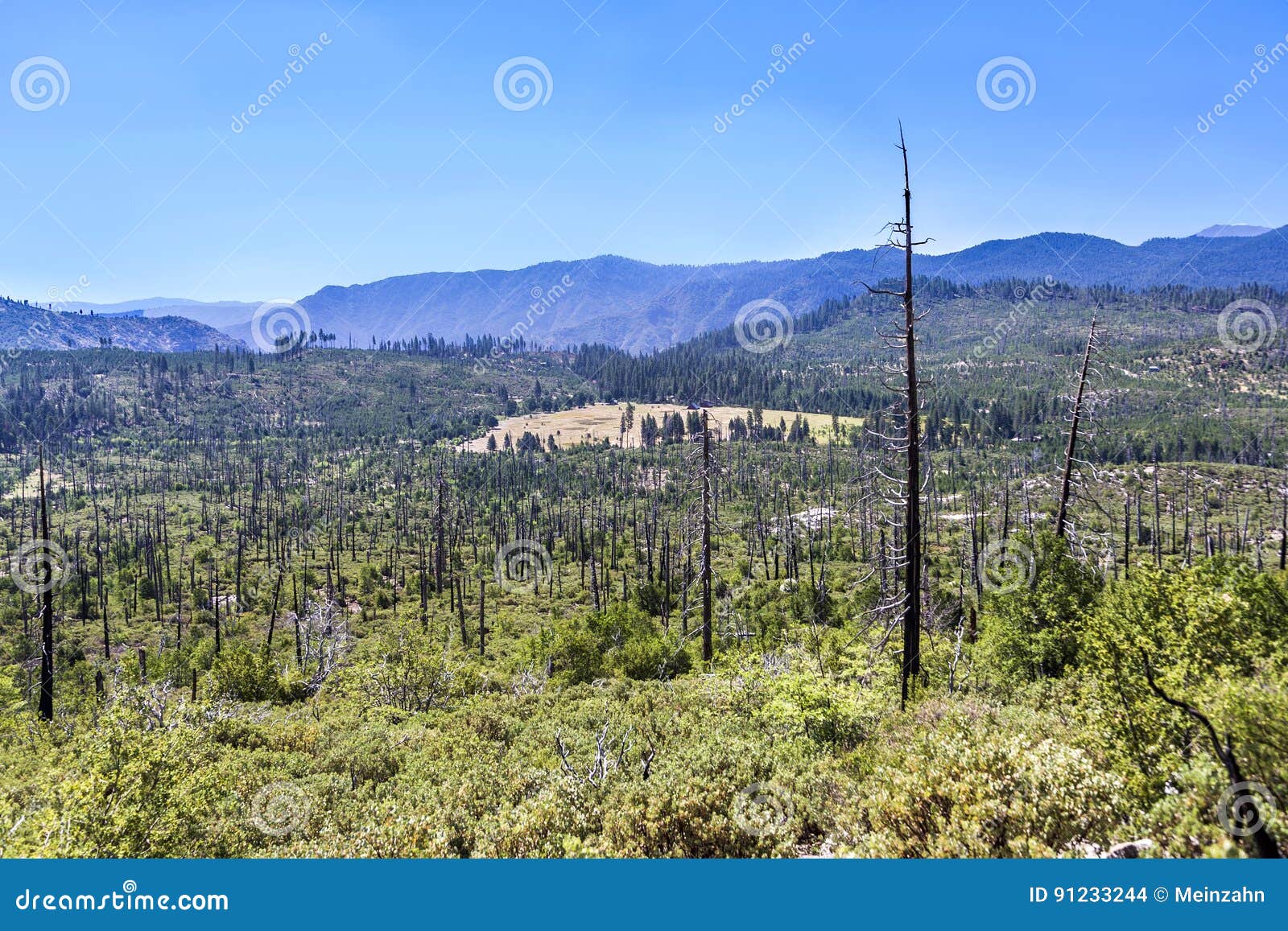 Burned Down Forest in Yosemite National Park Stock Photo - Image of ...