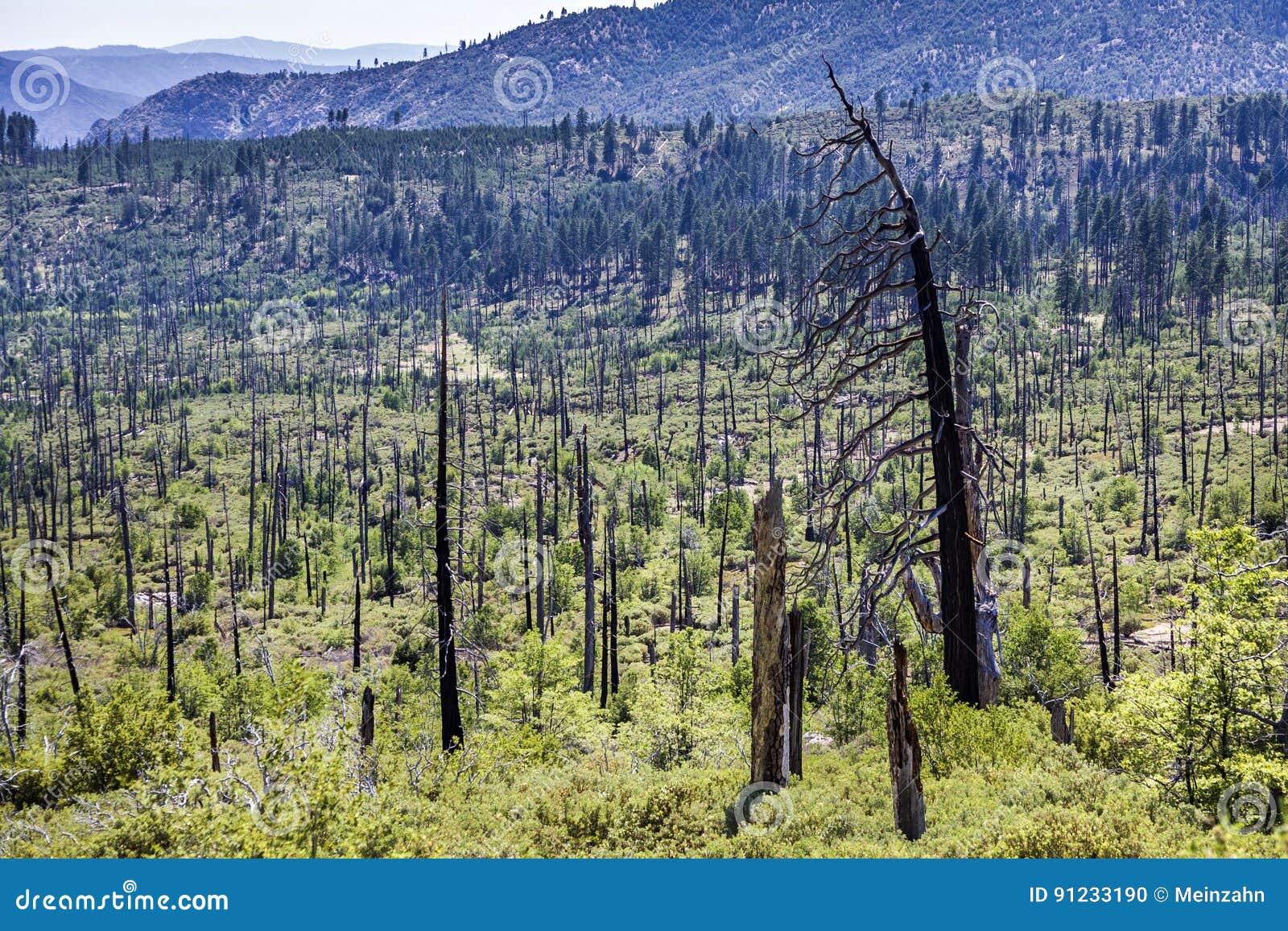 Burned Down Forest in the Yosemite Nationalpark Stock Photo - Image of ...