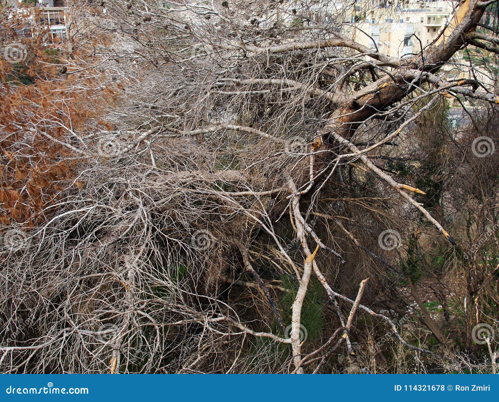 Burned Down Tree after Wild Fire Stock Photo - Image of hazard, summer ...