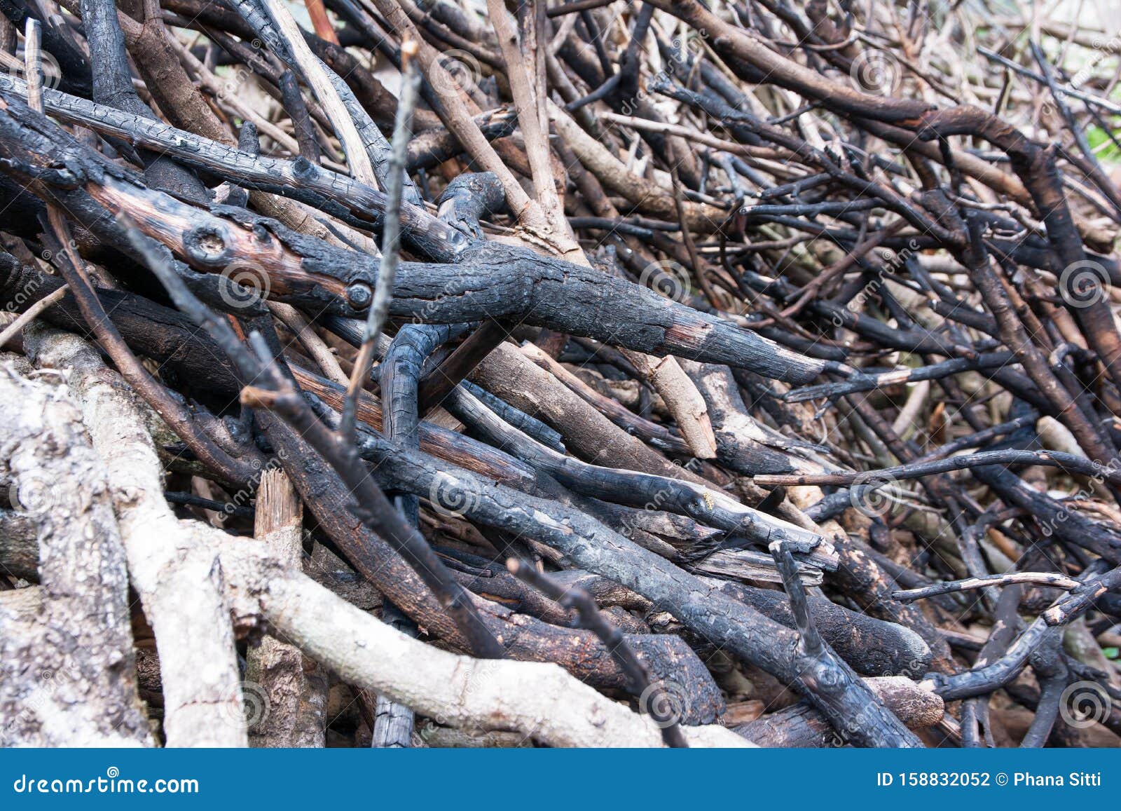 Burned Dried Tree Branch Background Texture. Fire Burned Tree Branch ...