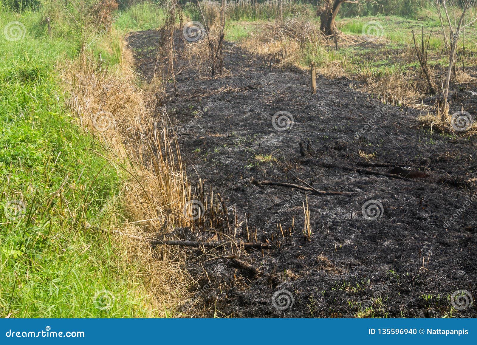 Burned Field of Dry Grass and Trees Stock Photo - Image of outdoor ...
