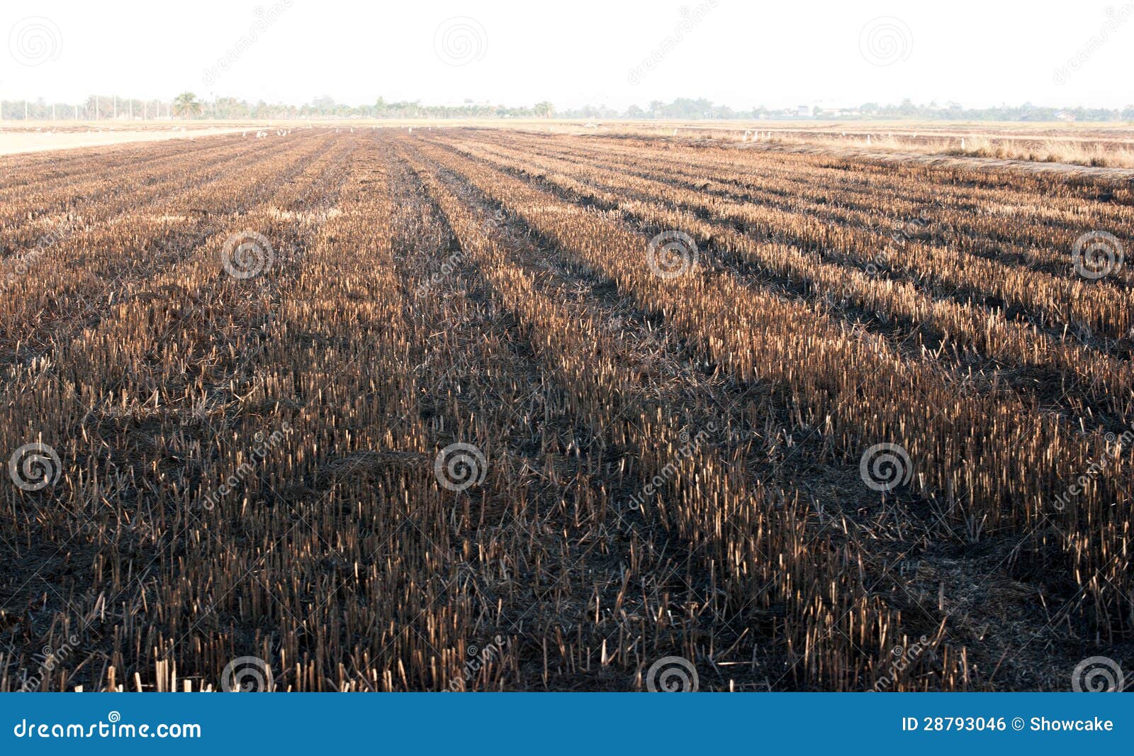 Burned fields stock photo. Image of forest, natural, grass - 28793046