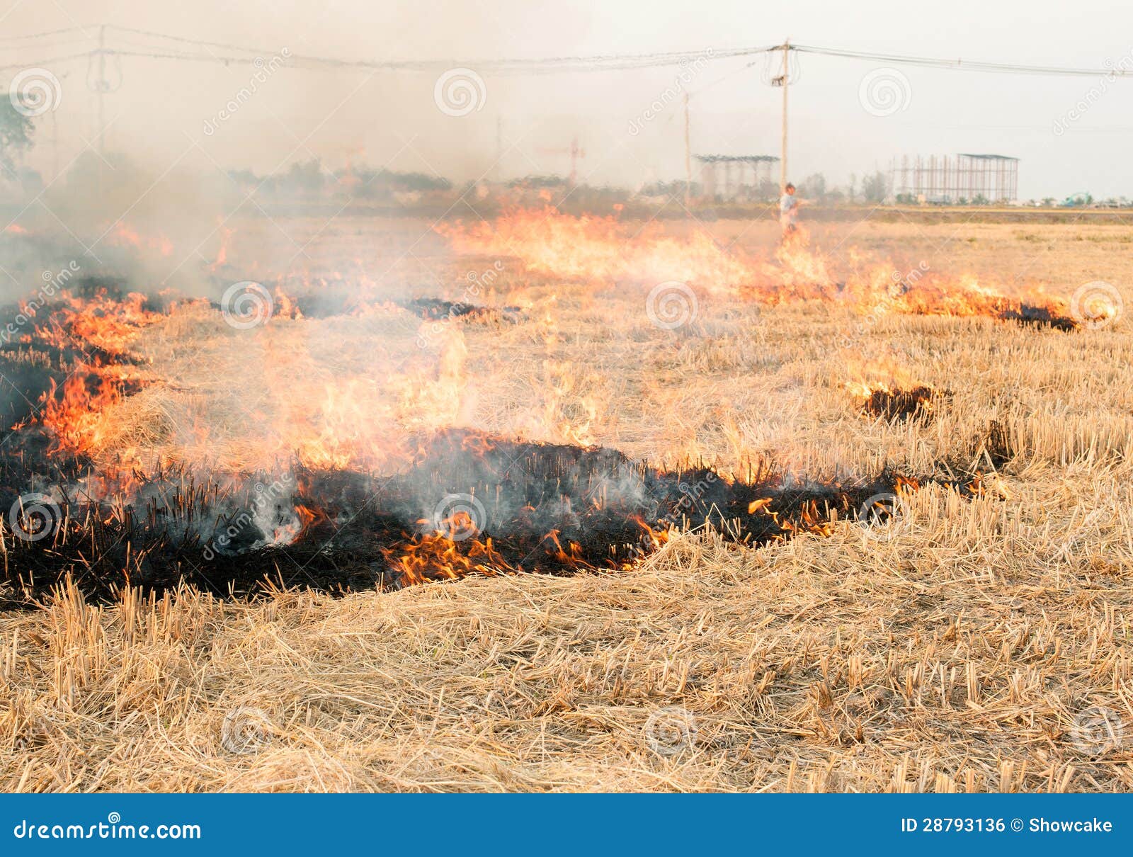 Burned fields stock photo. Image of farm, outdoor, accident - 28793136