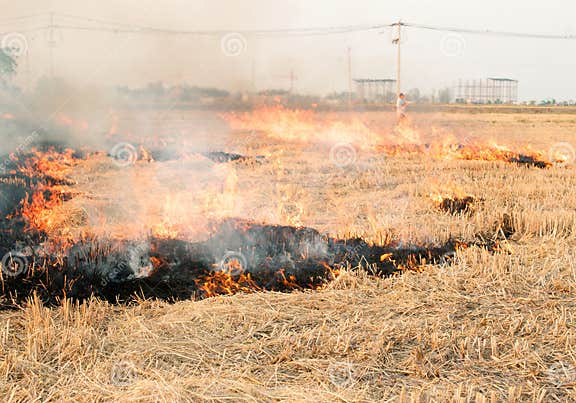 Burned fields stock photo. Image of farm, outdoor, accident - 28793136