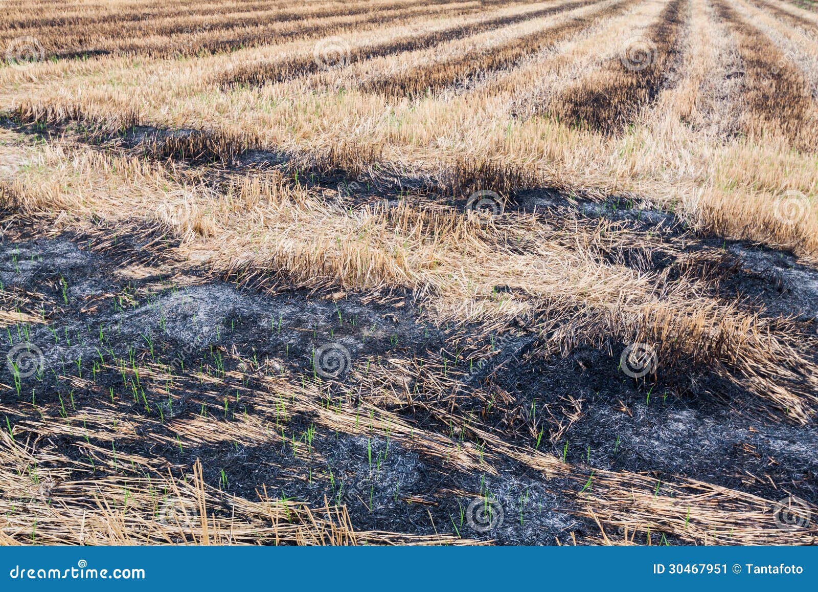 Burned fields stock image. Image of danger, inferno, farm - 30467951