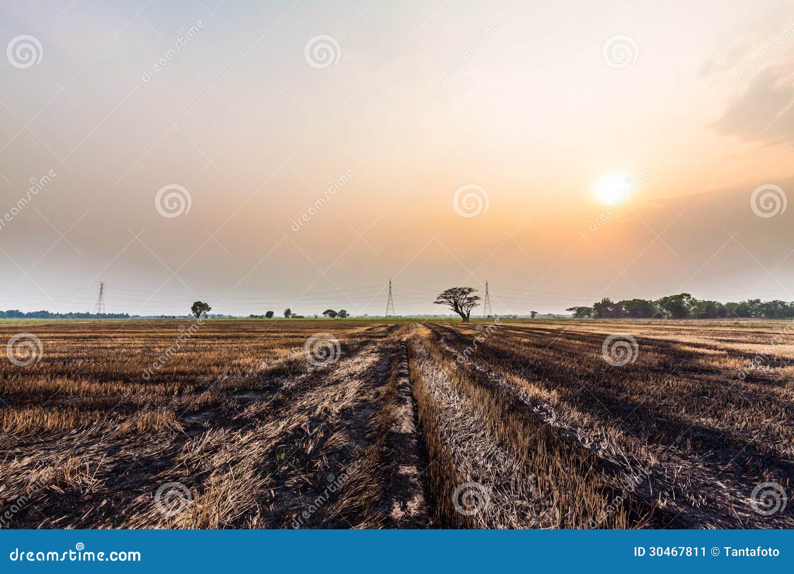 Burned fields stock image. Image of environmental, grass - 30467811