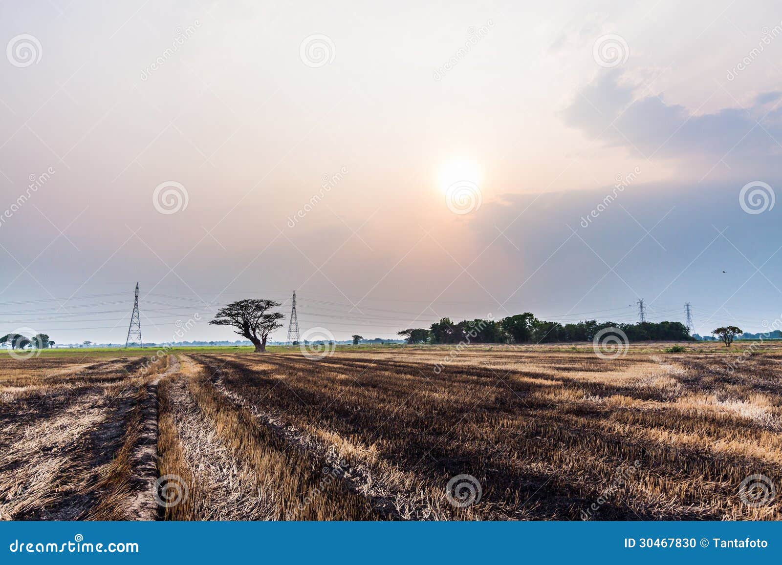 Burned fields stock photo. Image of natural, farm, agriculture - 30467830