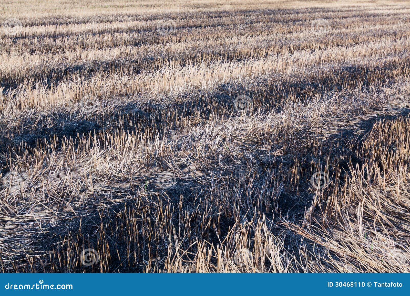 Burned Fields Texture Stock Photography | CartoonDealer.com #30468110