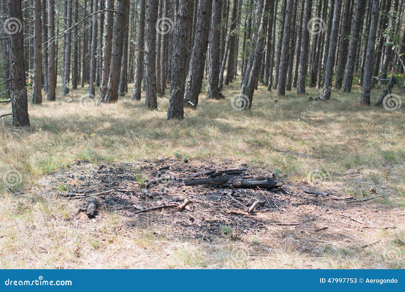Burned Fire Place in Forest Stock Image - Image of burning, place: 47997753