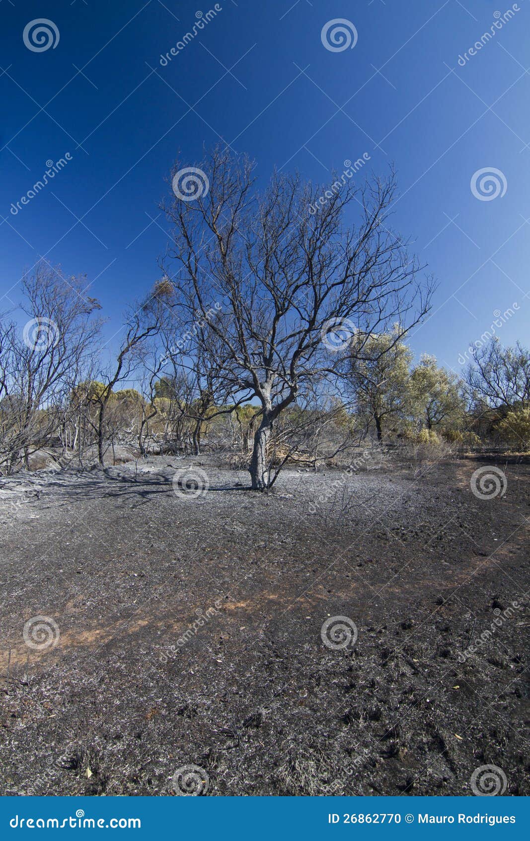 Burned forest stock photo. Image of blue, wilderness - 26862770