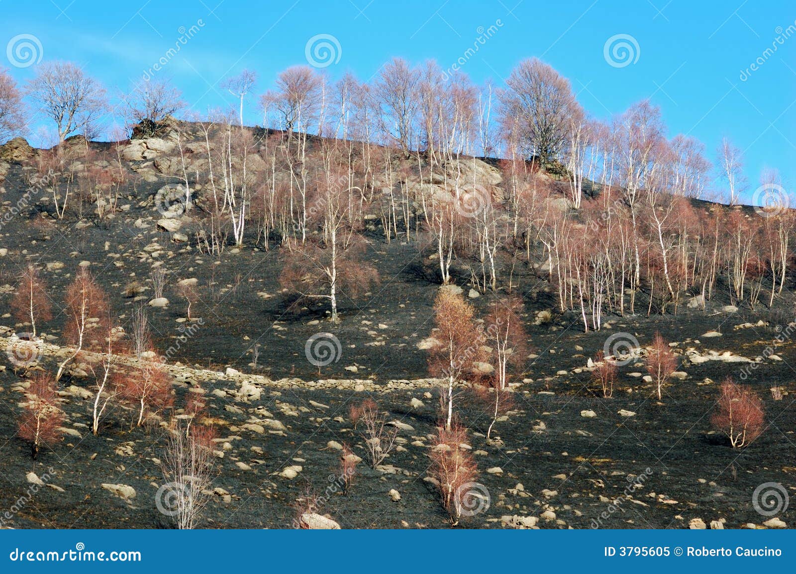 Burned forest stock image. Image of fire, natural, regeneration - 3795605