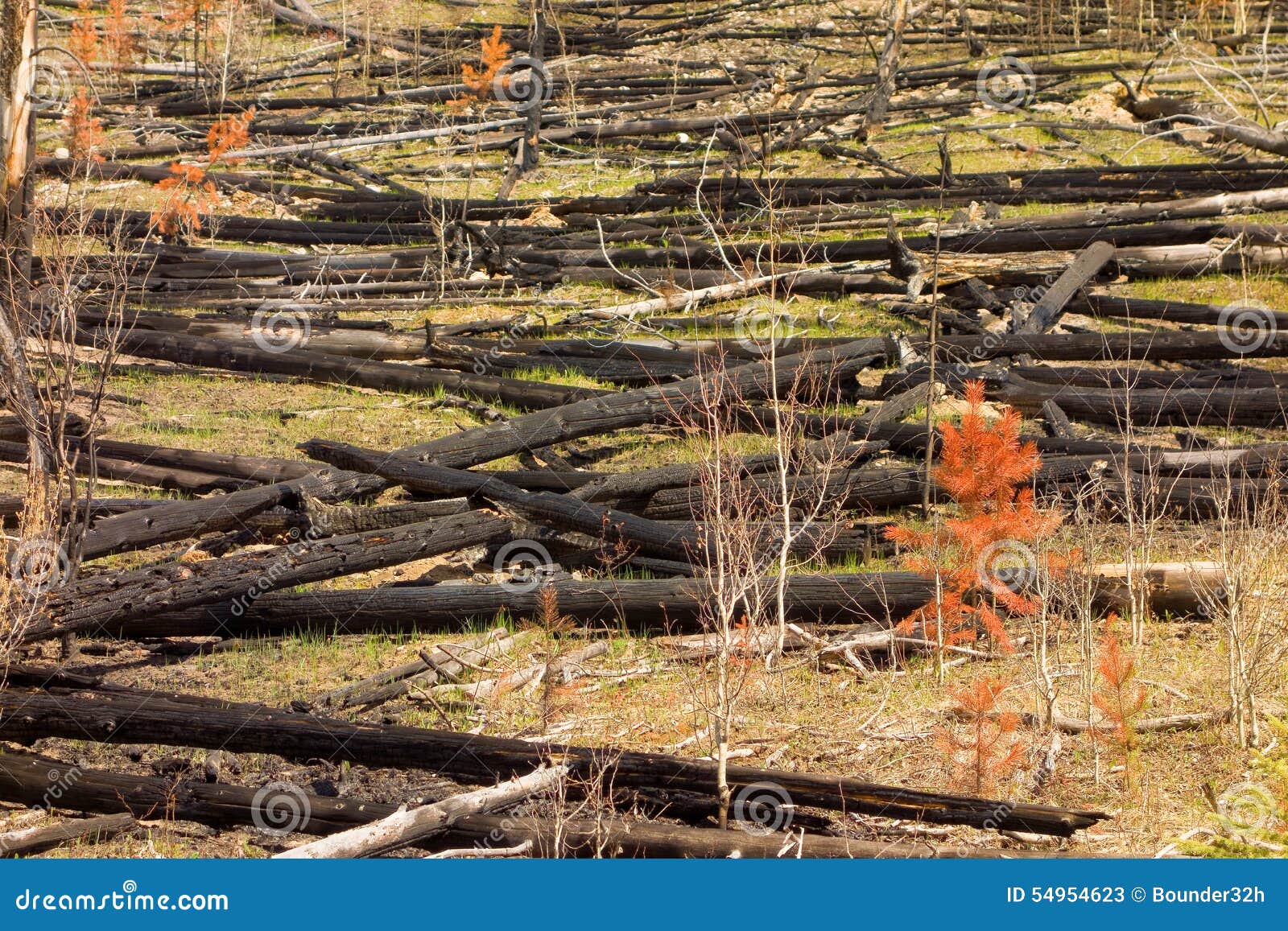 A Burned Forest in British Columbia, Canada Stock Image - Image of ...