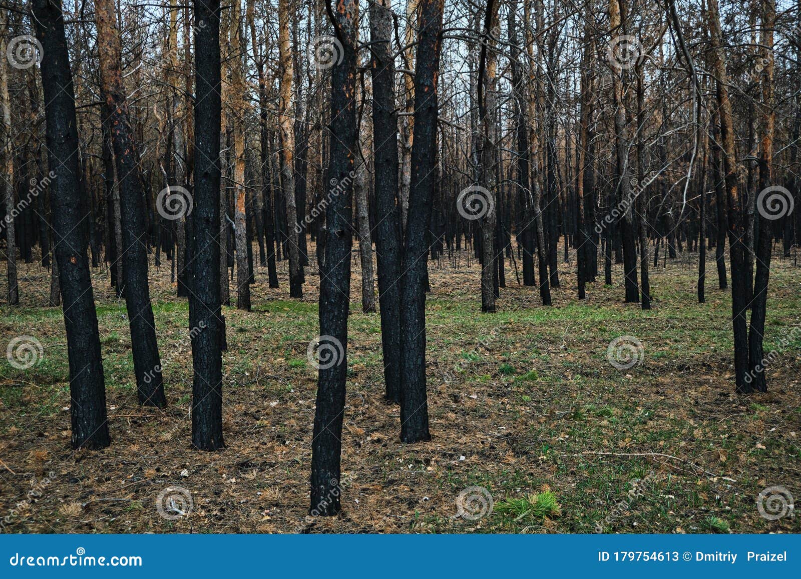 Burned Forest, Charred Trees, Forest Fires and Environmental Disaster ...