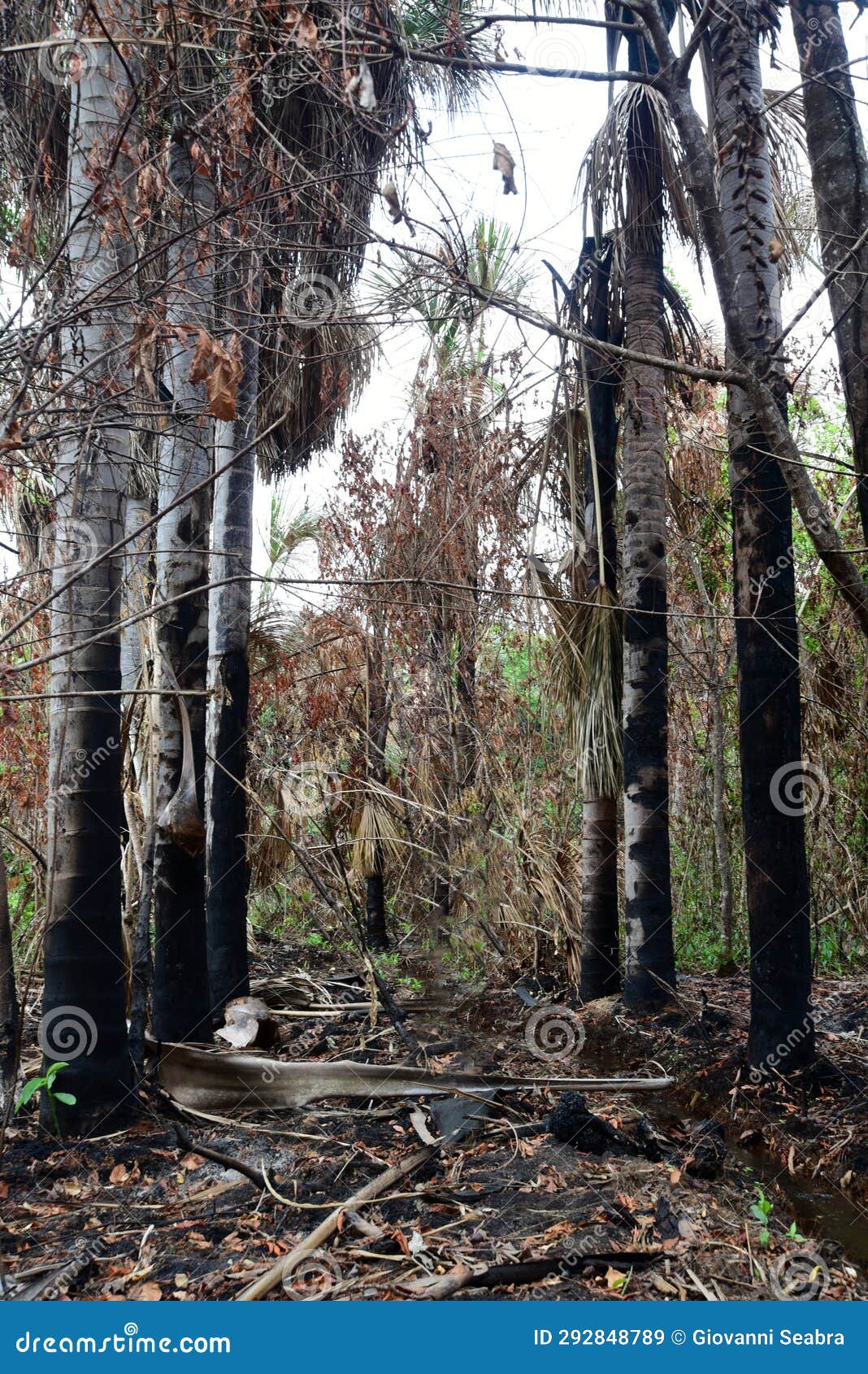 Burned Forest Devastation of the Forest Environmental Reserve ...
