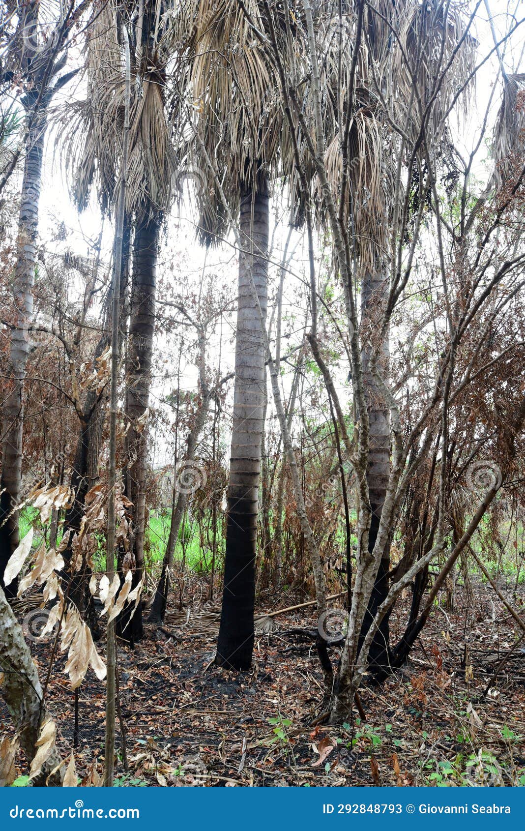 Burned Forest Devastation of the Forest Environmental Reserve ...