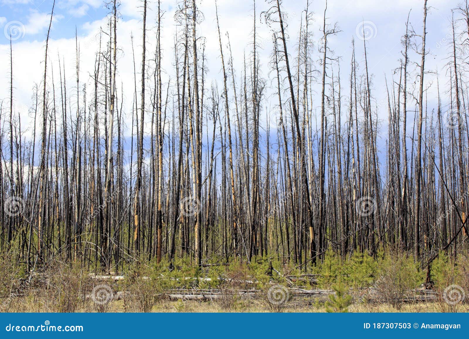 Burned Forest. Fire Damaged Pine Trees Stock Image - Image of wildfire ...