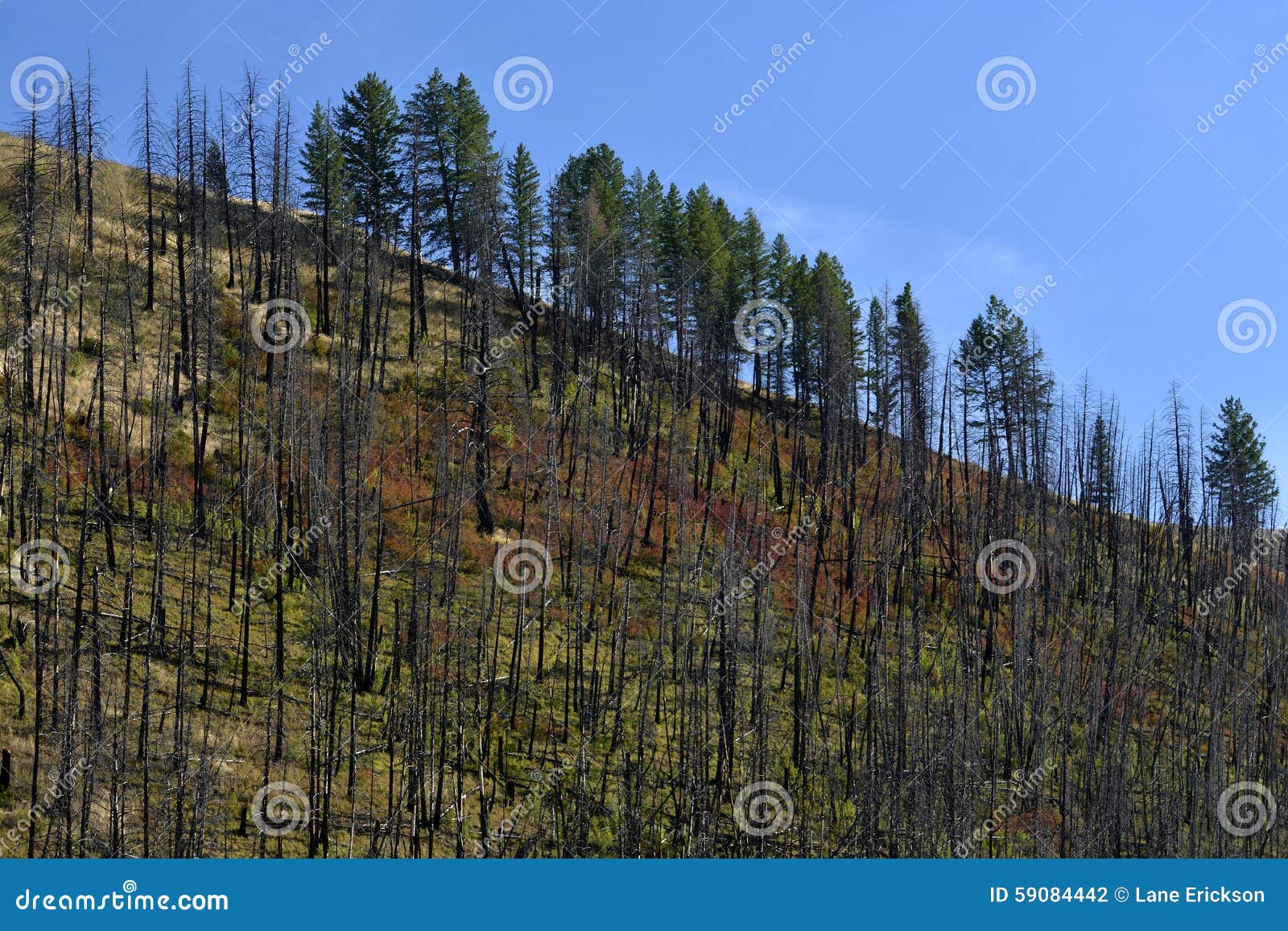 Burned Forest Fire Tree Trunks Black Green Stock Photo - Image of ...