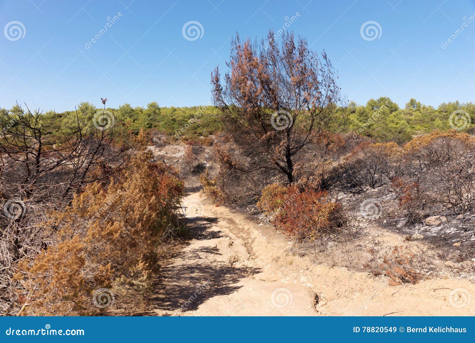 Burned Forest after a Huge Fire Stock Image - Image of branch, outdoors ...