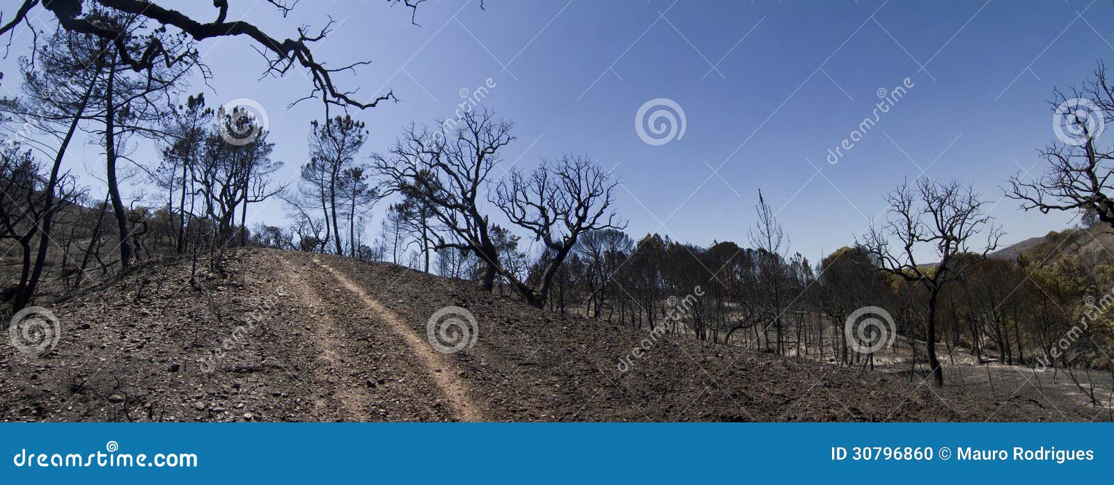 Burned forest stock photo. Image of wilderness, fire - 30796860