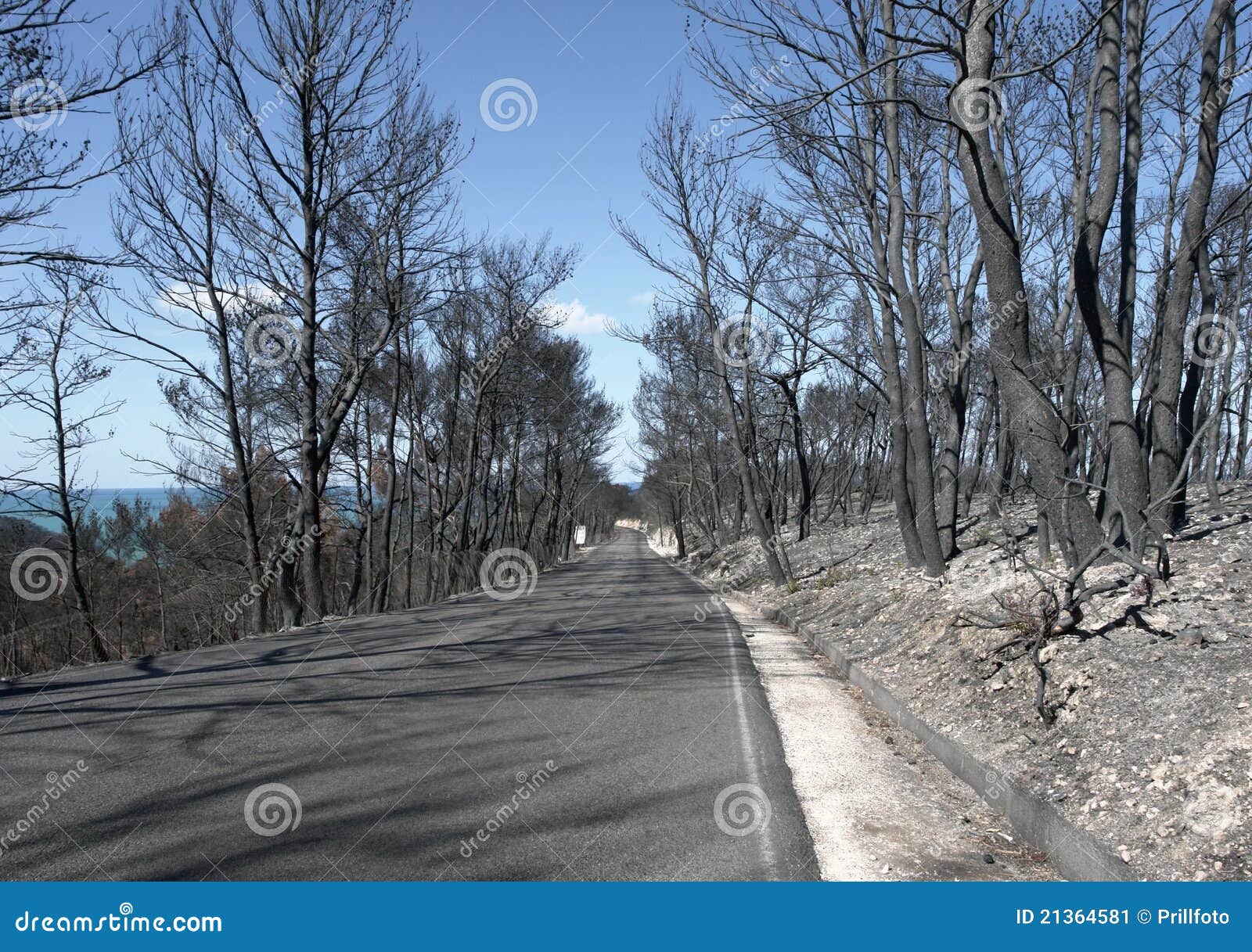 Burned forest and road stock image. Image of countryside - 21364581